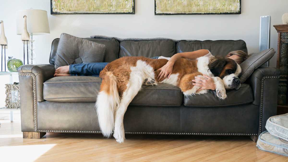 Study shows that your dog can tell when someone is being rude