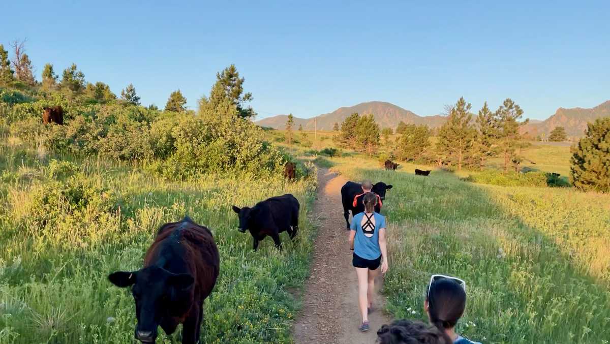 Cows attack runner on popular trail