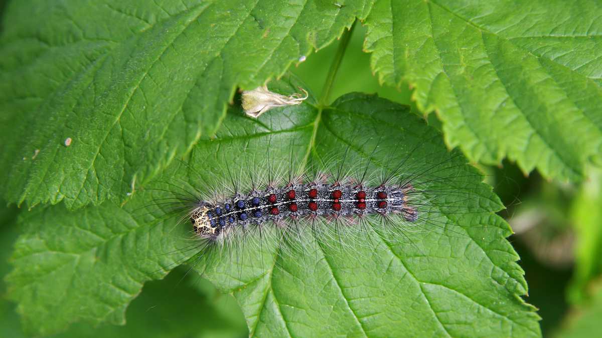 How to get rid of caterpillars - spongy moth invasion