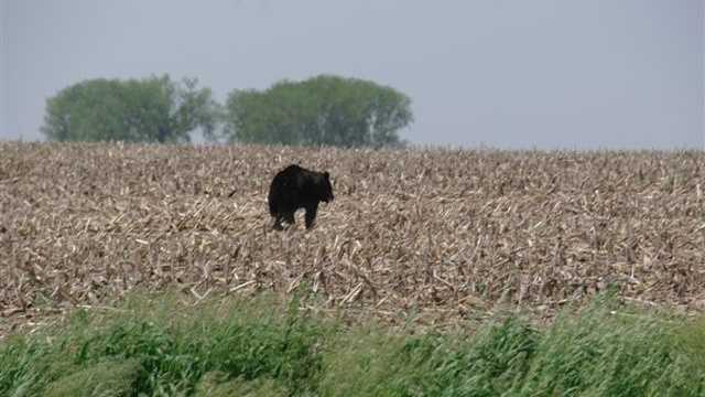New reports of bear in Iowa