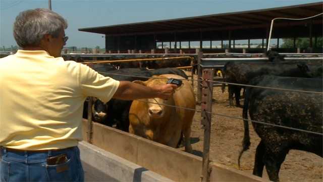 Infrared thermometer used to keep cattle cool