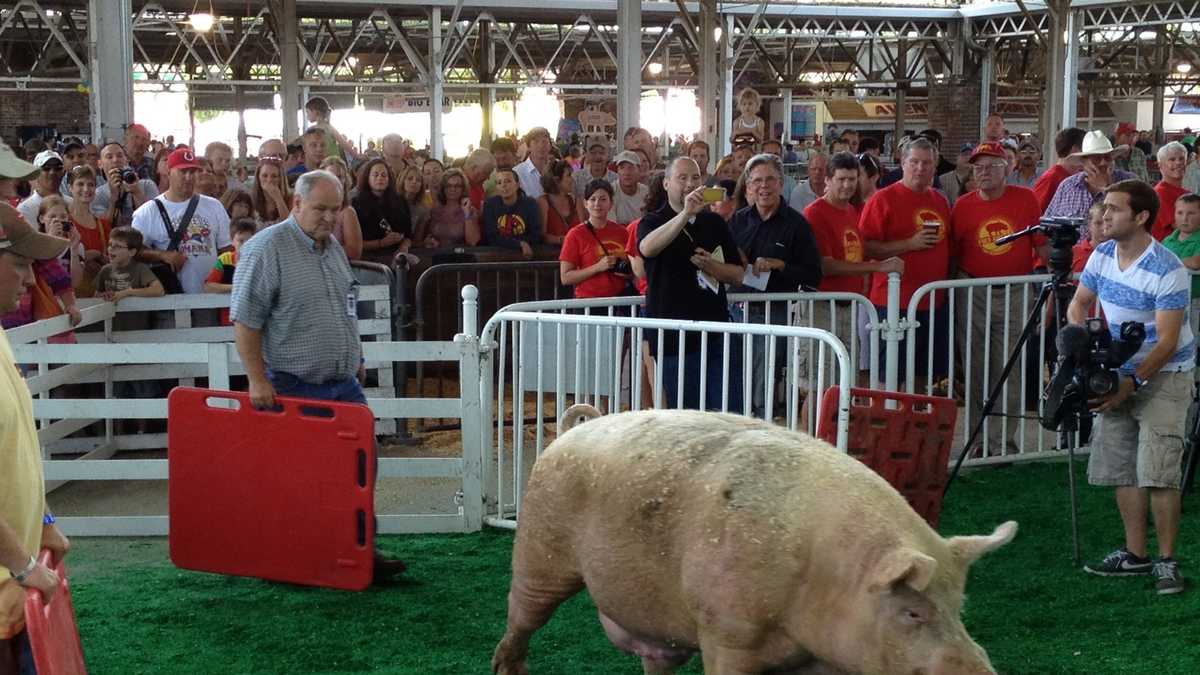 New record big boar crowned at State Fair