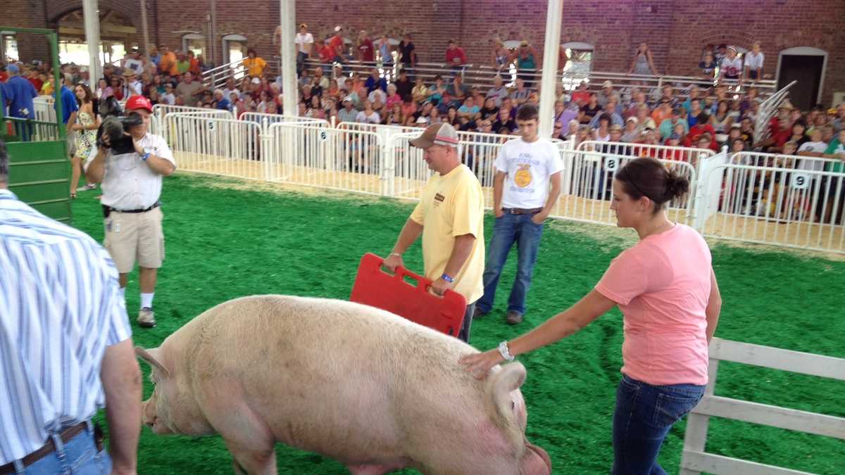 New record big boar crowned at State Fair