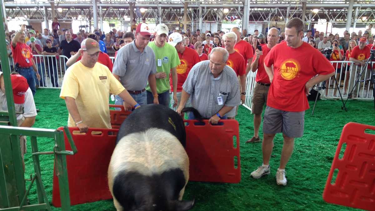 New record big boar crowned at State Fair