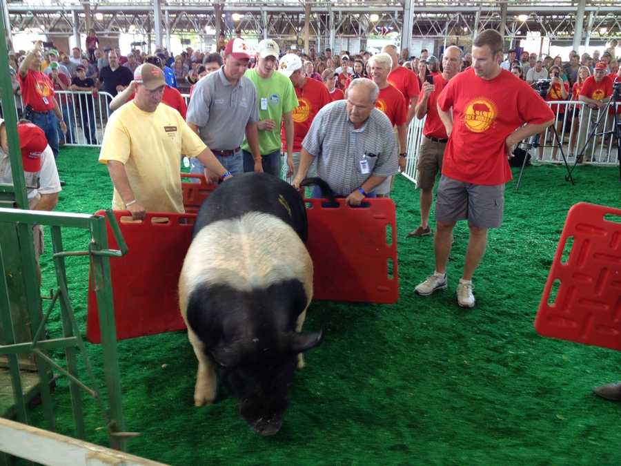 New record big boar crowned at State Fair