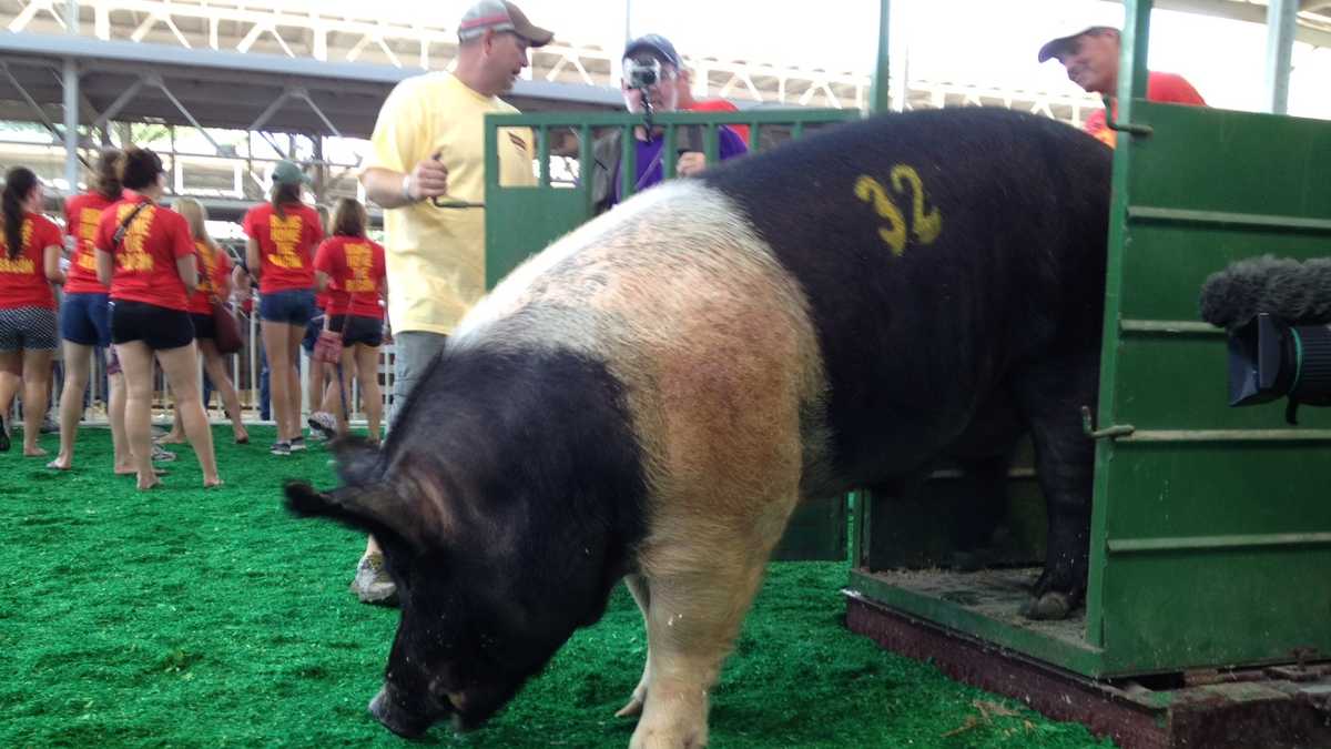 New record big boar crowned at State Fair