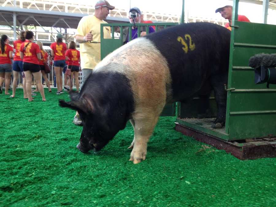 New record big boar crowned at State Fair
