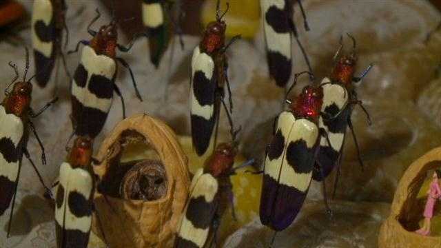 Photos: Tour new Bug Lady exhibit at Drake