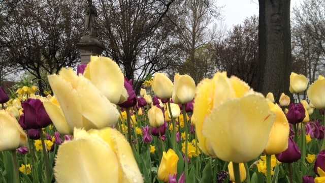 Photos: Pella Tulip Time 2013