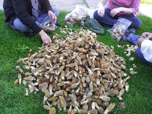 Photos: The hunt for Iowa's morel mushrooms