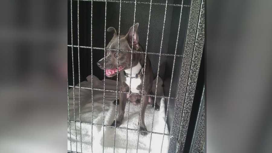 Family distraught after vet visit goes awry