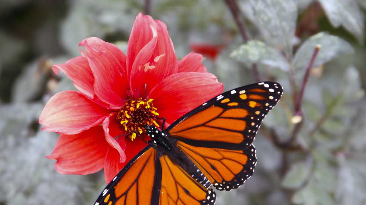 Blank Park Zoo wants you to join new monarch butterfly fight