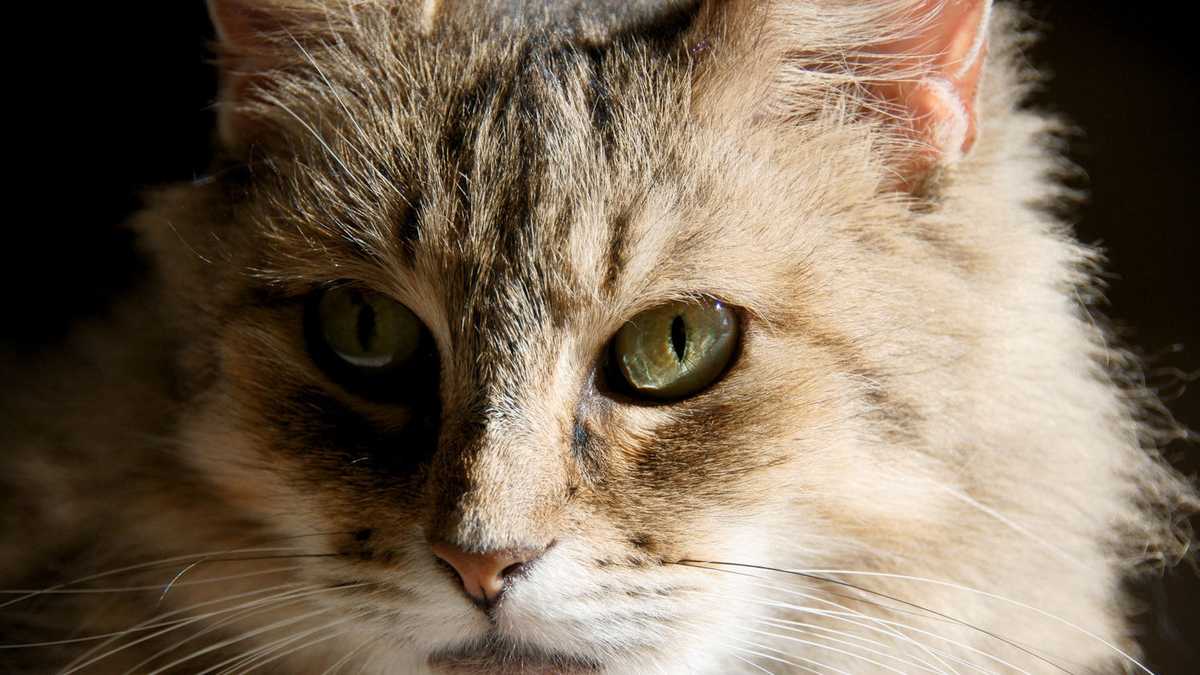 New research into how cats became domesticated