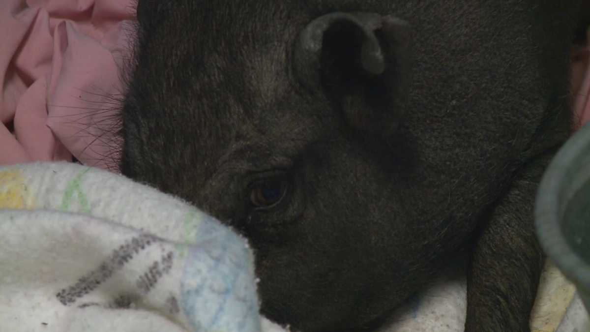 Here's what's next for Willy the pig