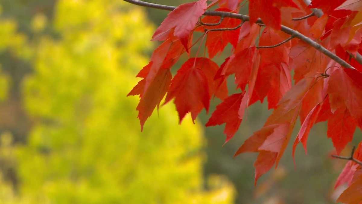 Here's when fall colors peak across Iowa ...