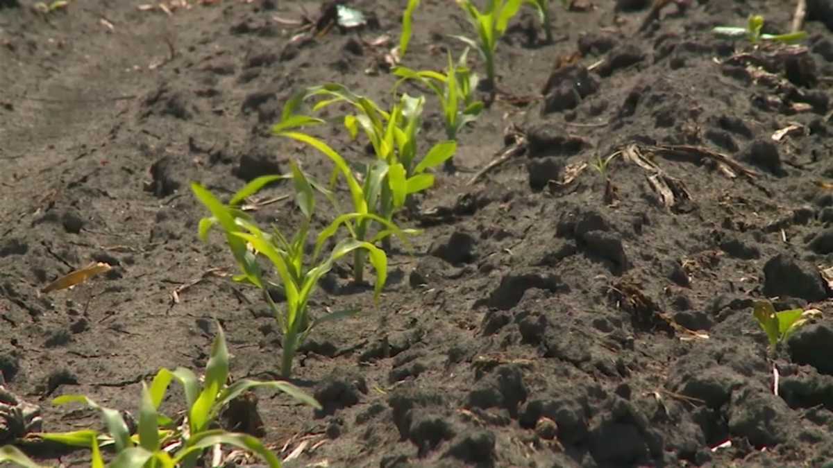 Chinese man accused of stealing seed released