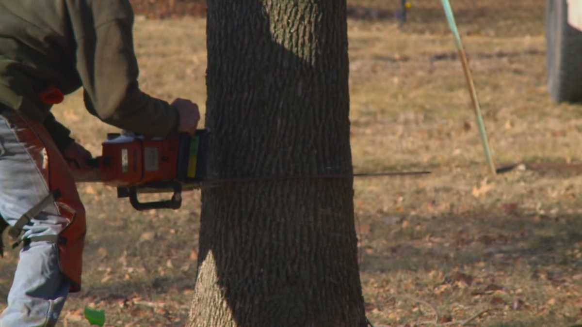 Ash trees cut down before disease hits