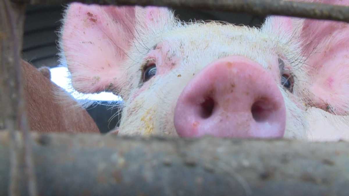 USDA: Pig virus that struck US similar to China strain