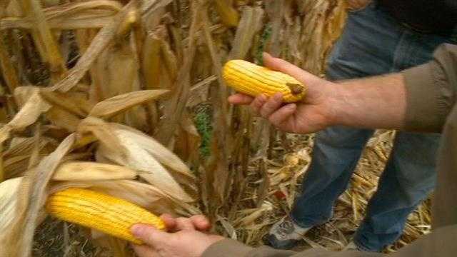 Iowa corn harvest is way behind this fall, here's why
