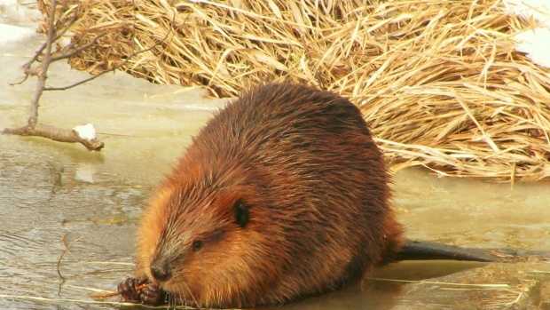 Iowa county doubles beaver bounty to $50