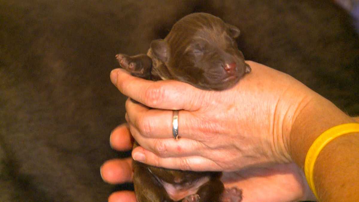Black lab mom and her 9 pups to stay in Iowa