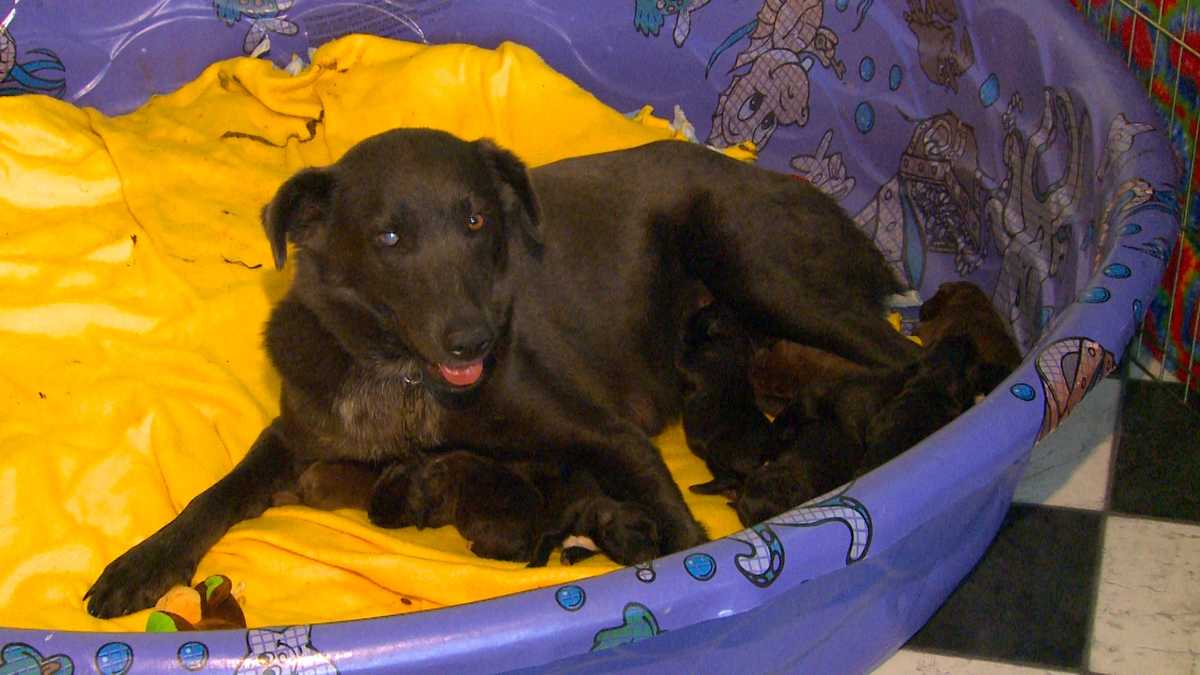 Black lab mom and her 9 pups to stay in Iowa