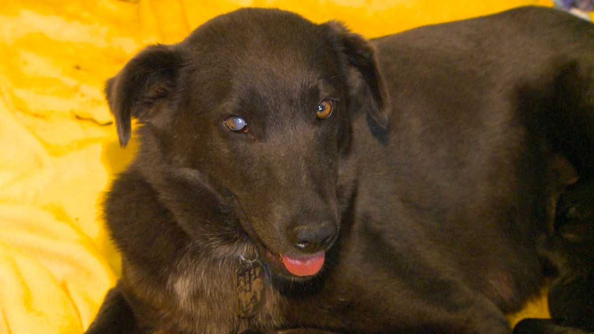 Black lab mom and her 9 pups to stay in Iowa