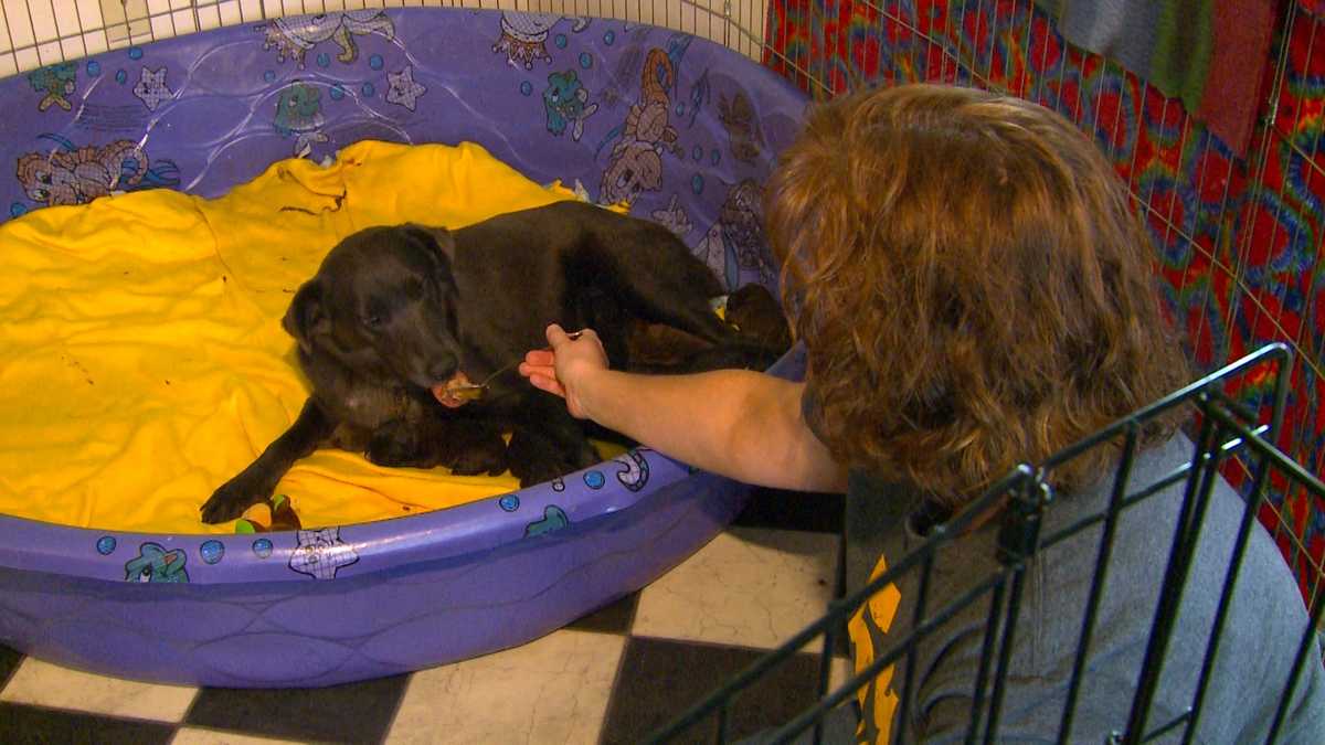 Black lab mom and her 9 pups to stay in Iowa