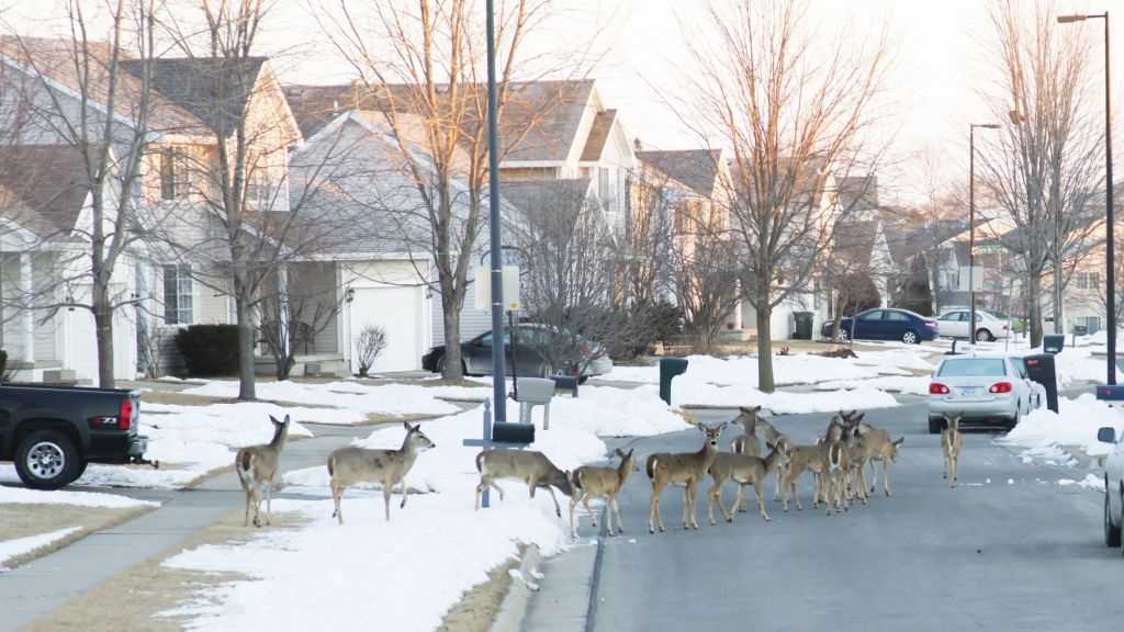 Check out this photo! How many deer do you count?