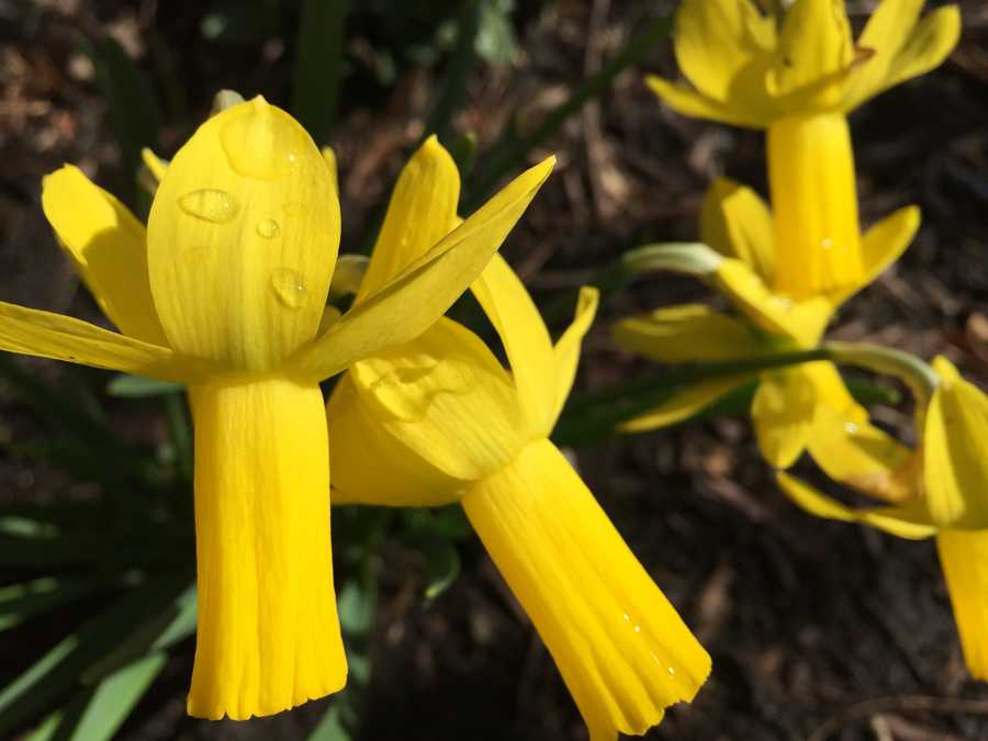 Photos: Spring flowers already blooming in Iowa