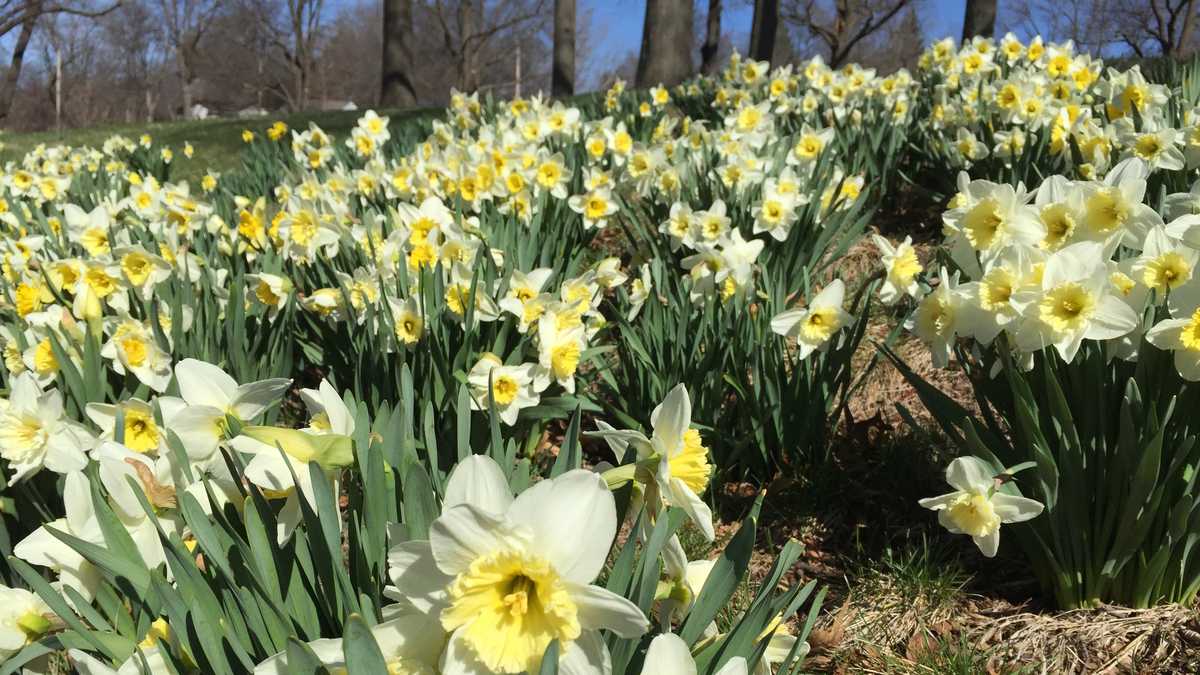 Photos: Spring flowers already blooming in Iowa