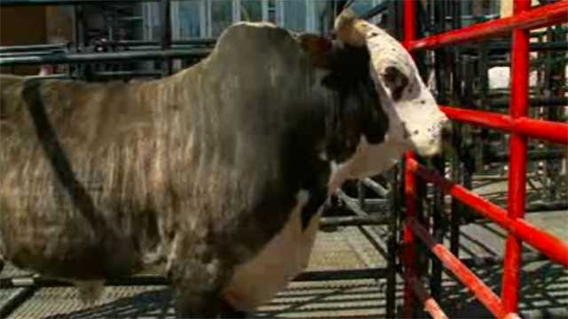 How many Barnstormers to balance with 1,725 pound bull?