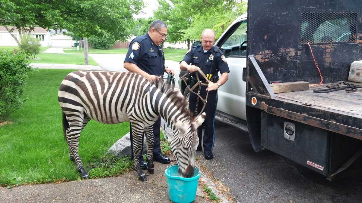 Police catch wandering zebra in neighborhood