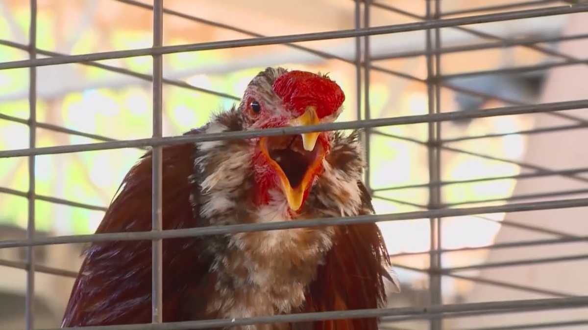 USDA: Many factors considered amid animal disease outbreaks