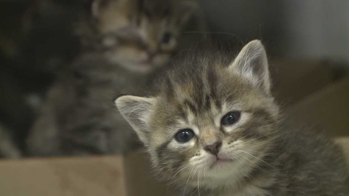 16 kittens join more than 300 kittens at ARL