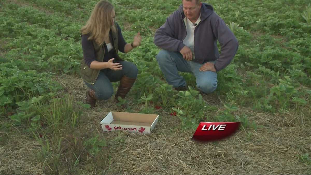 Strawberry picking season arrives, here's what you need to know
