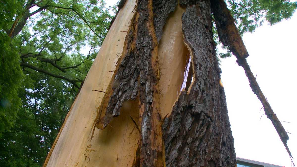 Tree explodes in lightning strike