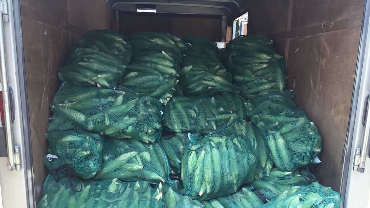 Sweet corn stand to sell 500 dozen ears of corn