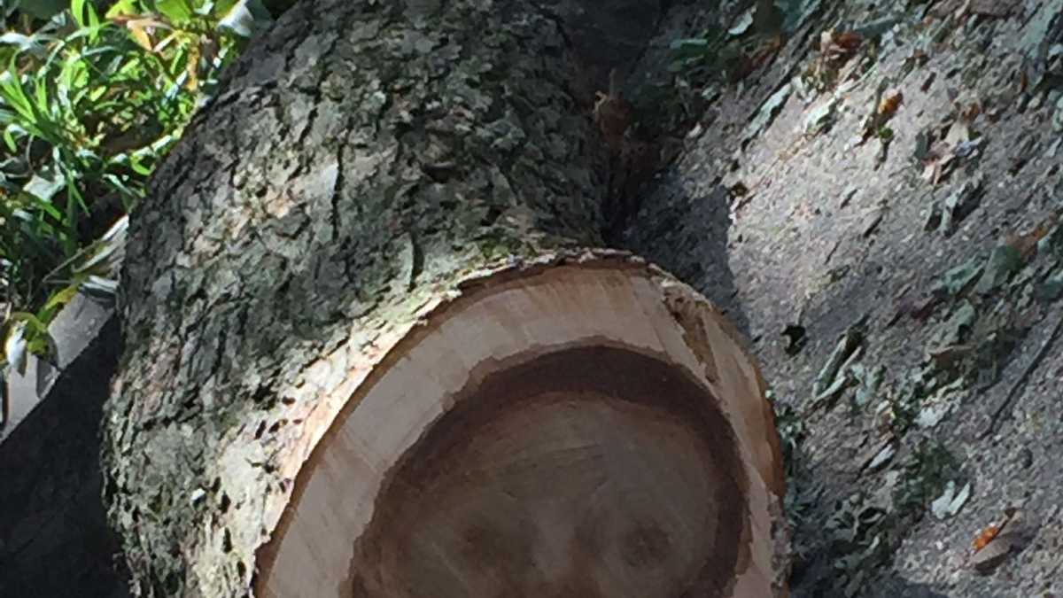 Photos: Face inside a tree? Look at this pic