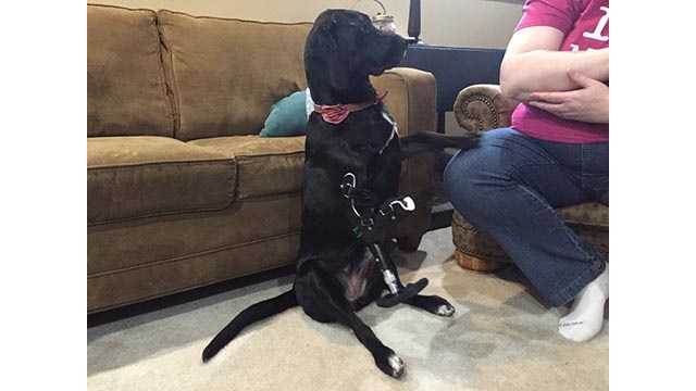 3-legged Iowa dog gets new prosthetic leg