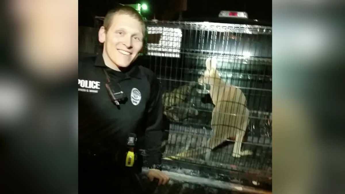 Kangaroo hopping through Norwalk captured by police