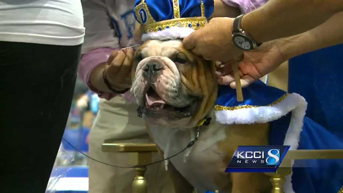 Meet the winner of the 37th annual Beautiful Bulldog contest