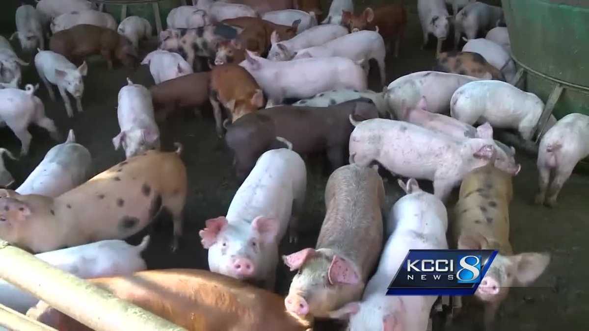 Multimillion-dollar hog plant seeks a home