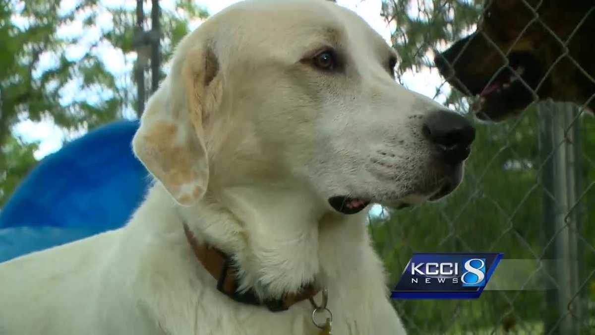 Nonprofit animal rescue seeks new facility, starts campaign