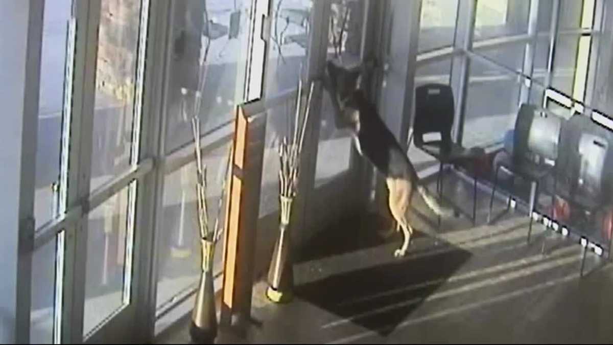 Sly dog’s incredible escape caught on camera