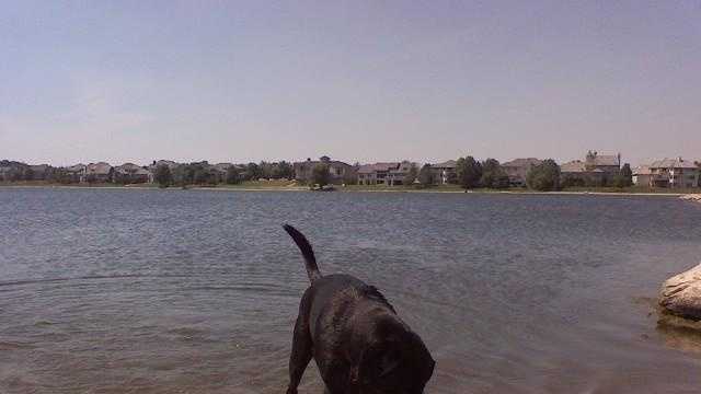 Bryan Karrick's Chase the Weather Dog has died