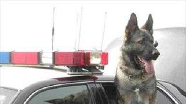 Advocates believe dogs will make schools safer