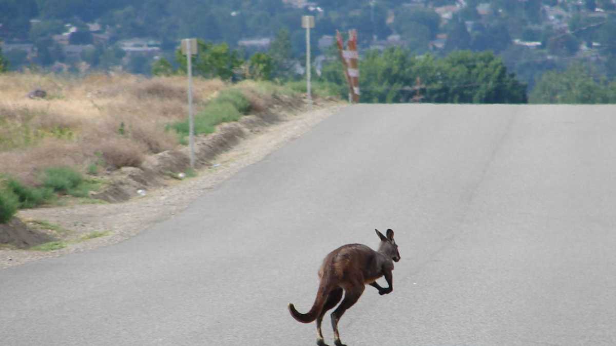 Photos: Kangaroo minds business on Washington highway