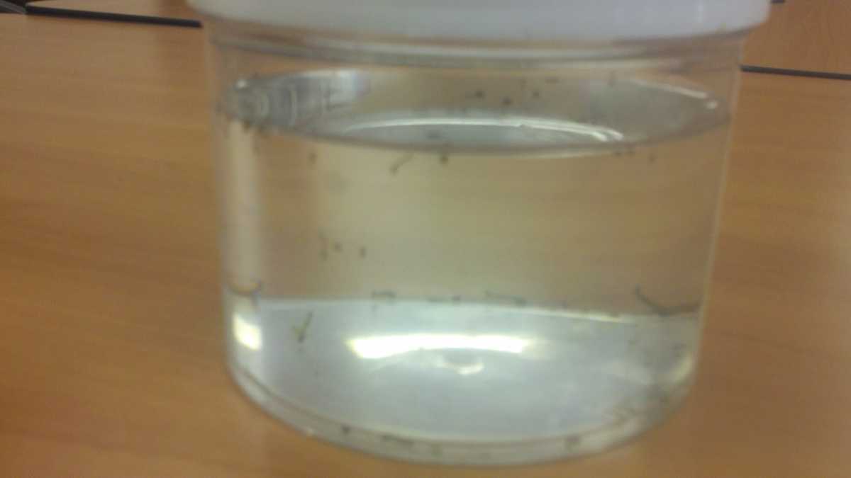 Photos: Stanislaus County begins testing on West Nile fears