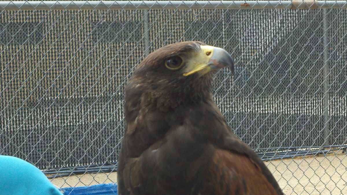 Hawk found tethered to a tree in Sacramento